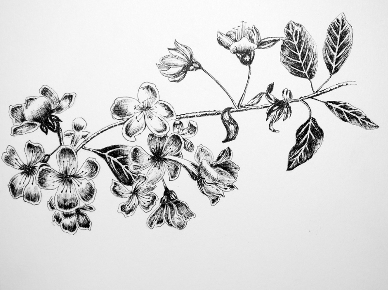 Pen and Ink Drawing Tutorials - My Pen and Ink Drawings