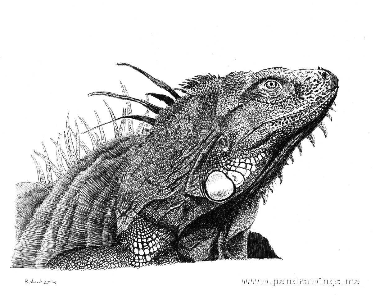 How to Draw Mountain - Pen and Ink Drawings by Rahul Jain