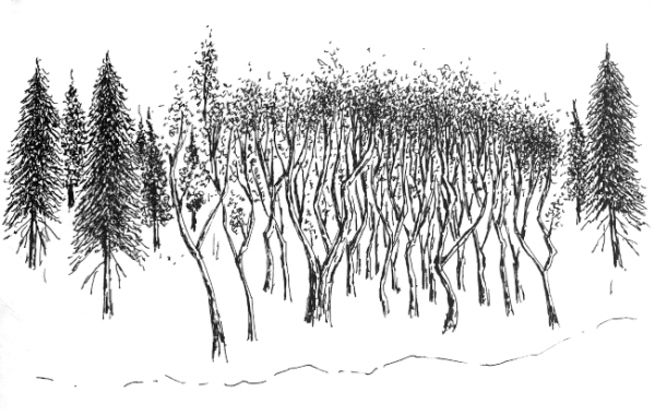 How to Draw Spring Landscapes - Pen and Ink Drawings by Rahul Jain